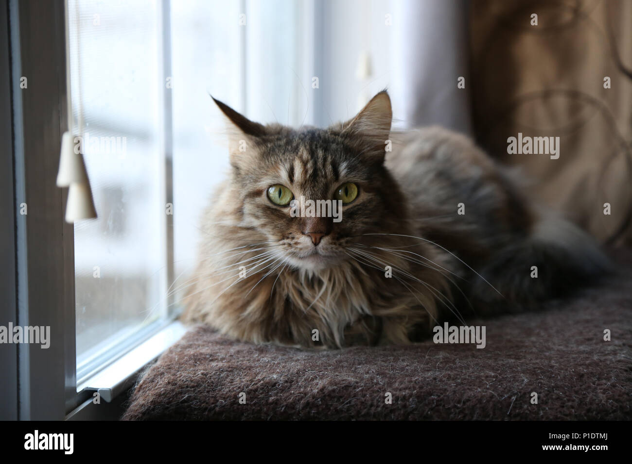 Cat in the window Stock Photo - Alamy