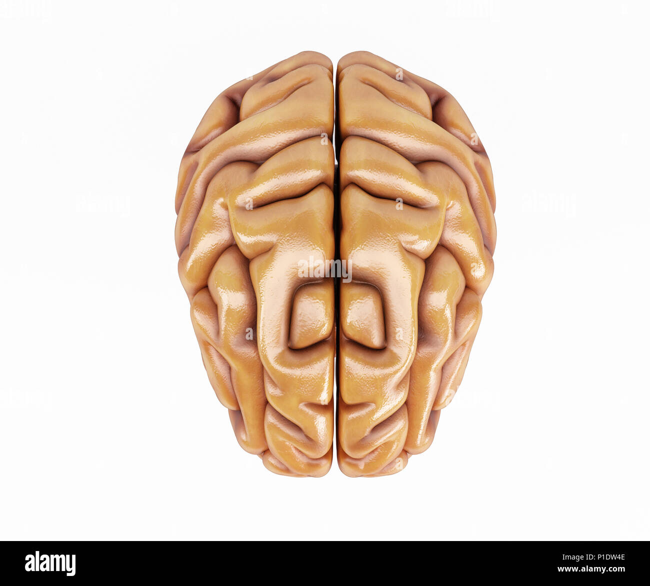 3D Render of a Human Brain Stock Photo - Alamy