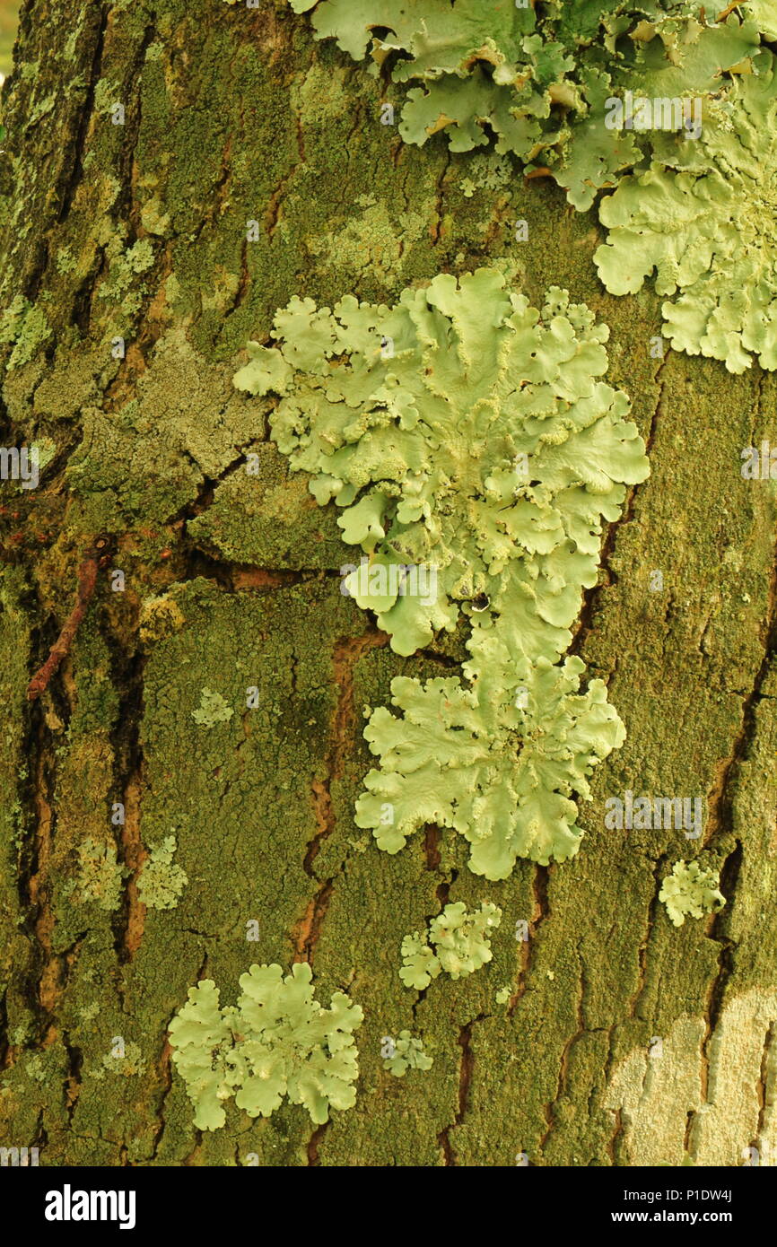 Background of lichen on rough bark hi-res stock photography and images ...