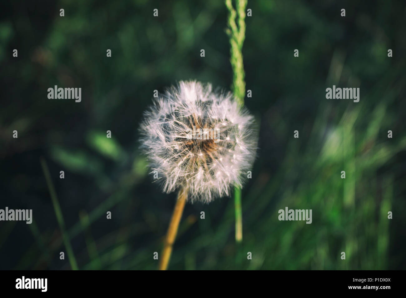 Dandelion. Field plant. Summer background. Field plants Stock Photo - Alamy
