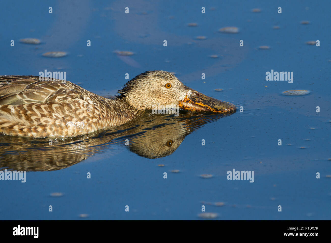 Shoveler Duck Hen