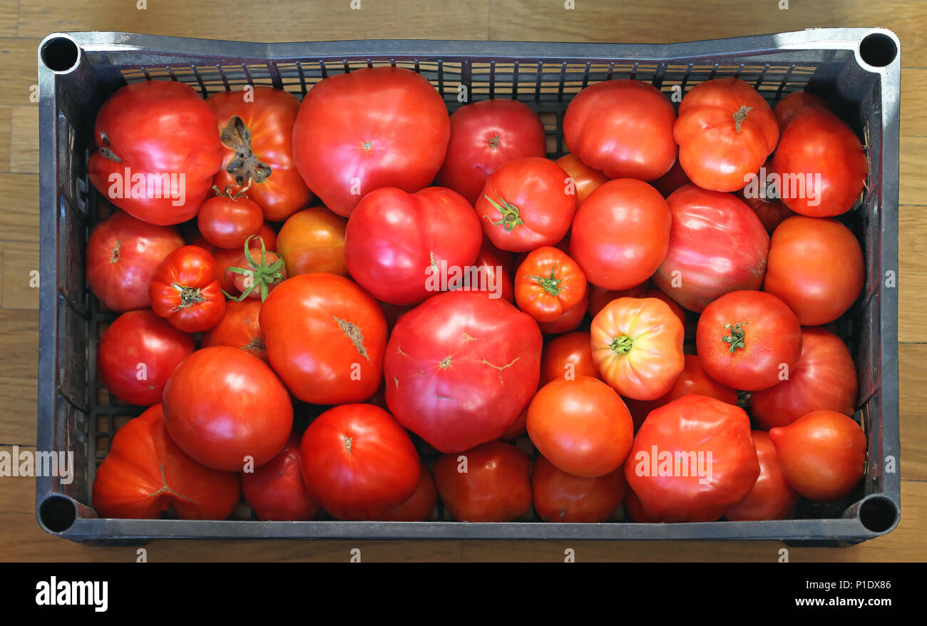 Organically Grown Red Tomatoes in Crate Stock Photo - Alamy