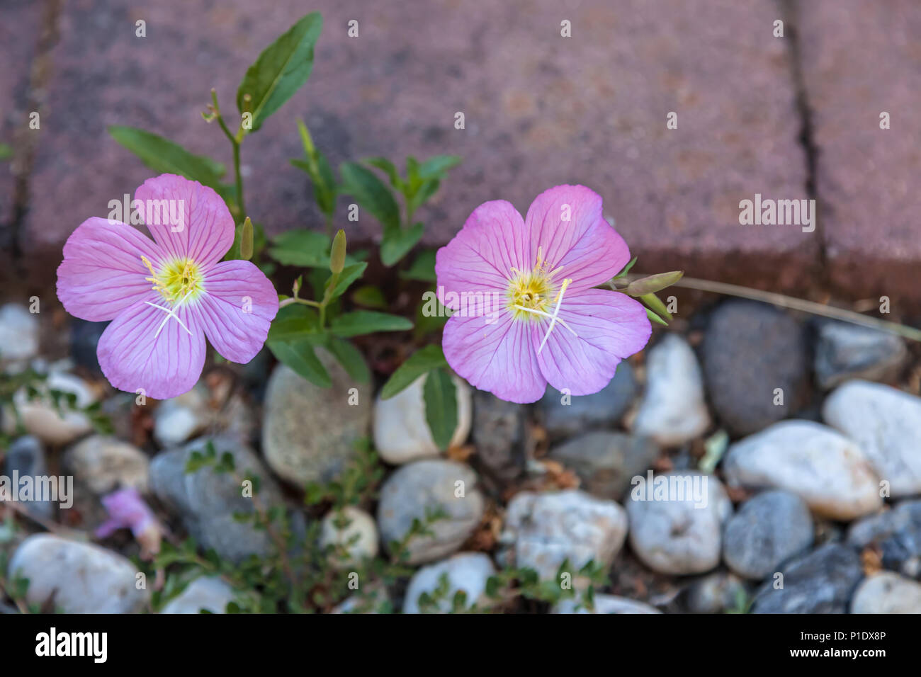 Evening primrose plant hi-res stock photography and images - Alamy