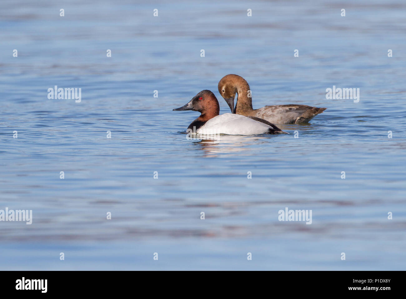 Canvasback duck hi-res stock photography and images - Alamy