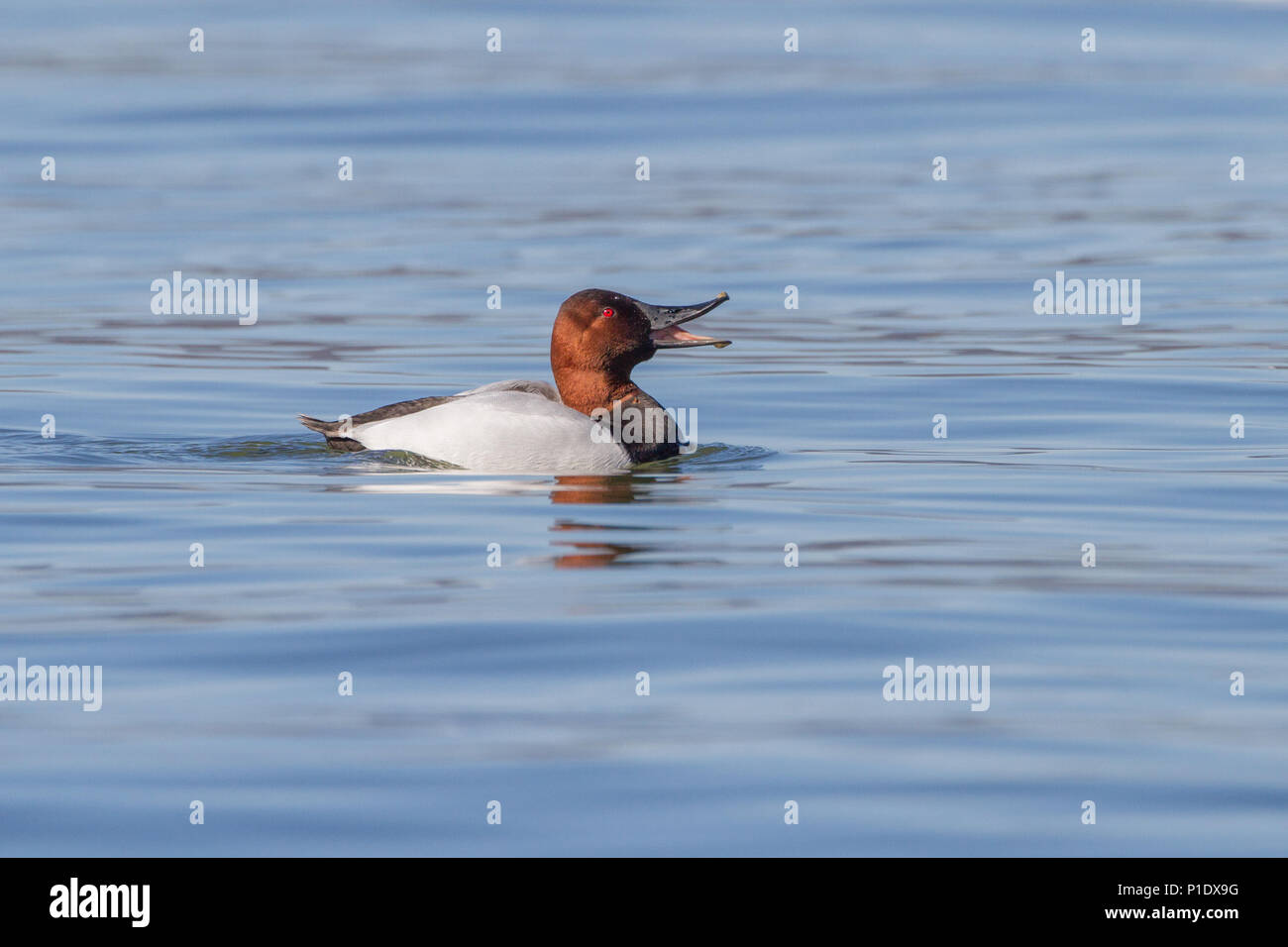 A drake canvasback duck with a deformed bill Stock Photo - Alamy