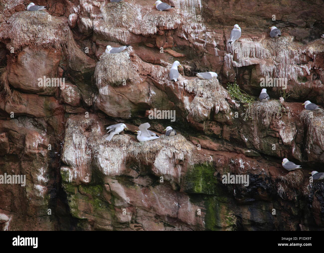 Sea gulls nesting Seaton Cliffs Angus Scotland June 2018 Stock Photo ...