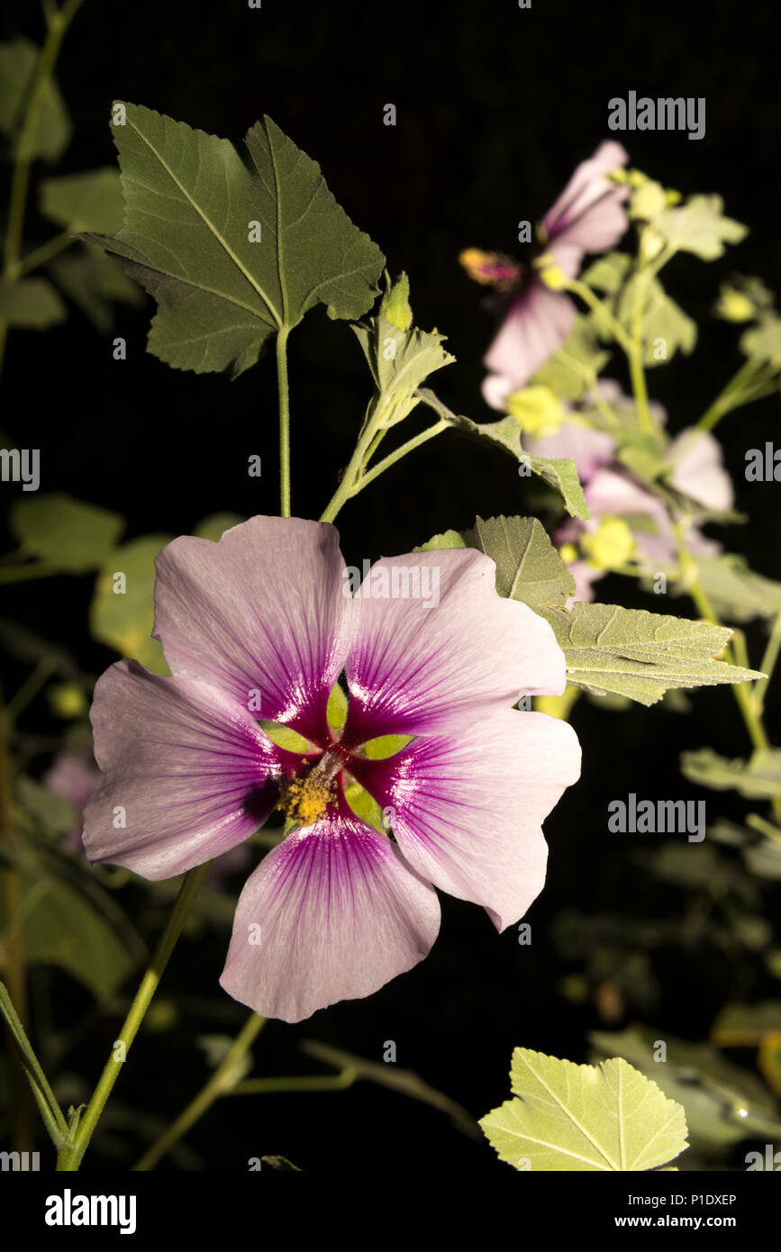 Tree Mallow (Lavatera maritima Stock Photo - Alamy