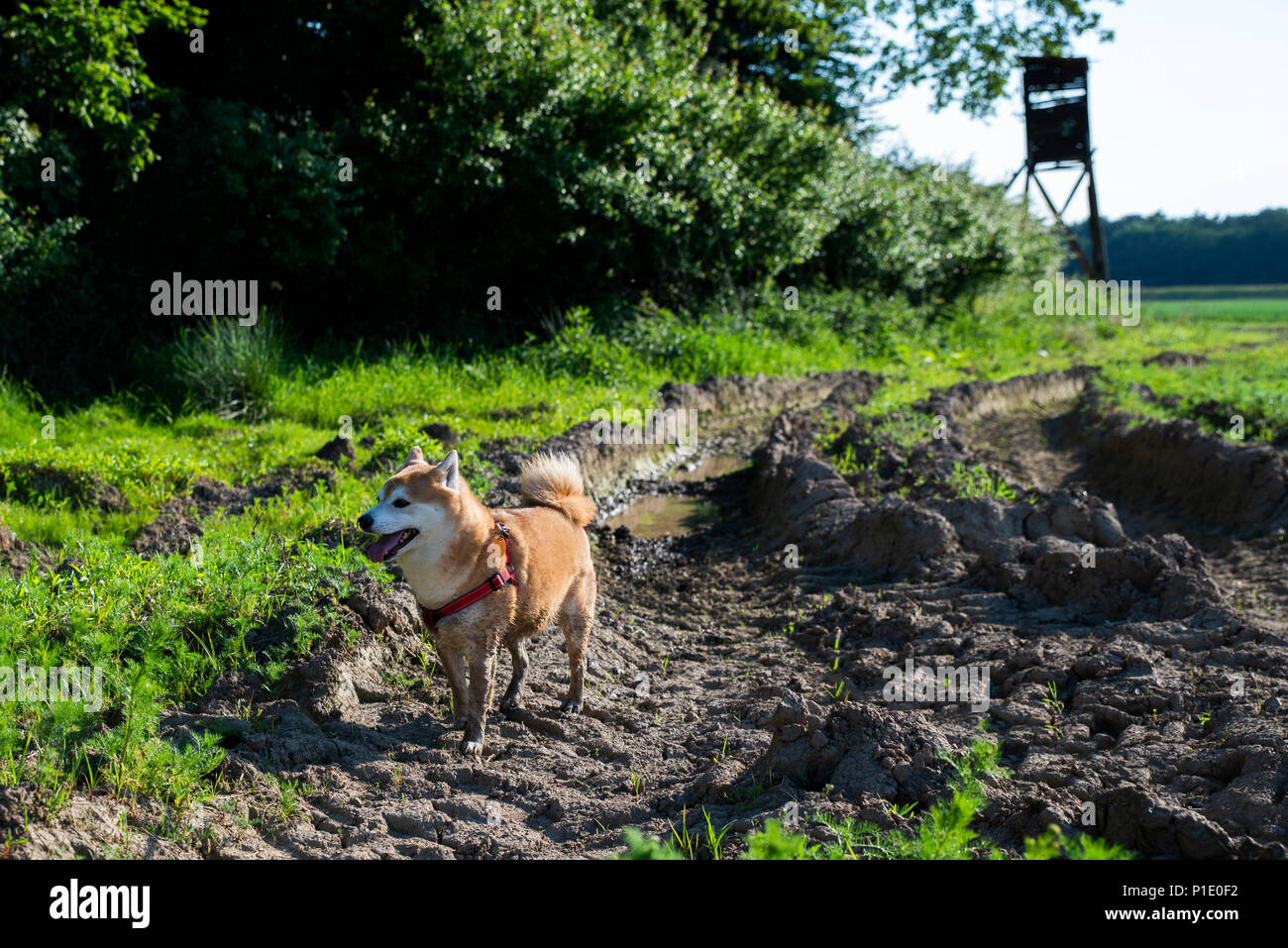 shiba inu dog in the mud Stock Photo - Alamy