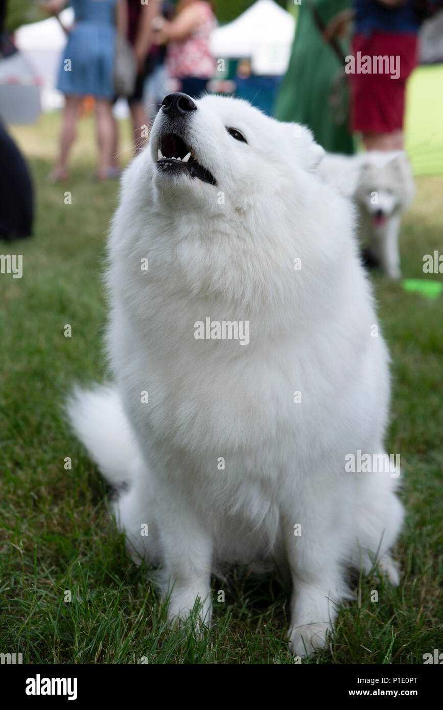 Samoyed breed grooming hi-res stock photography and images - Alamy