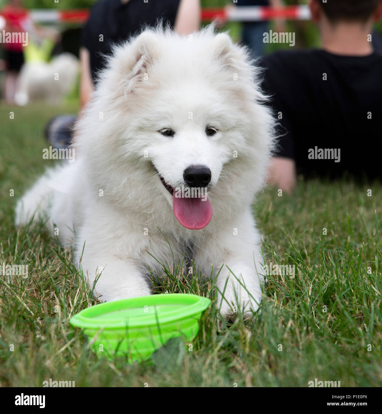 Samoyed breed grooming hi-res stock photography and images - Alamy
