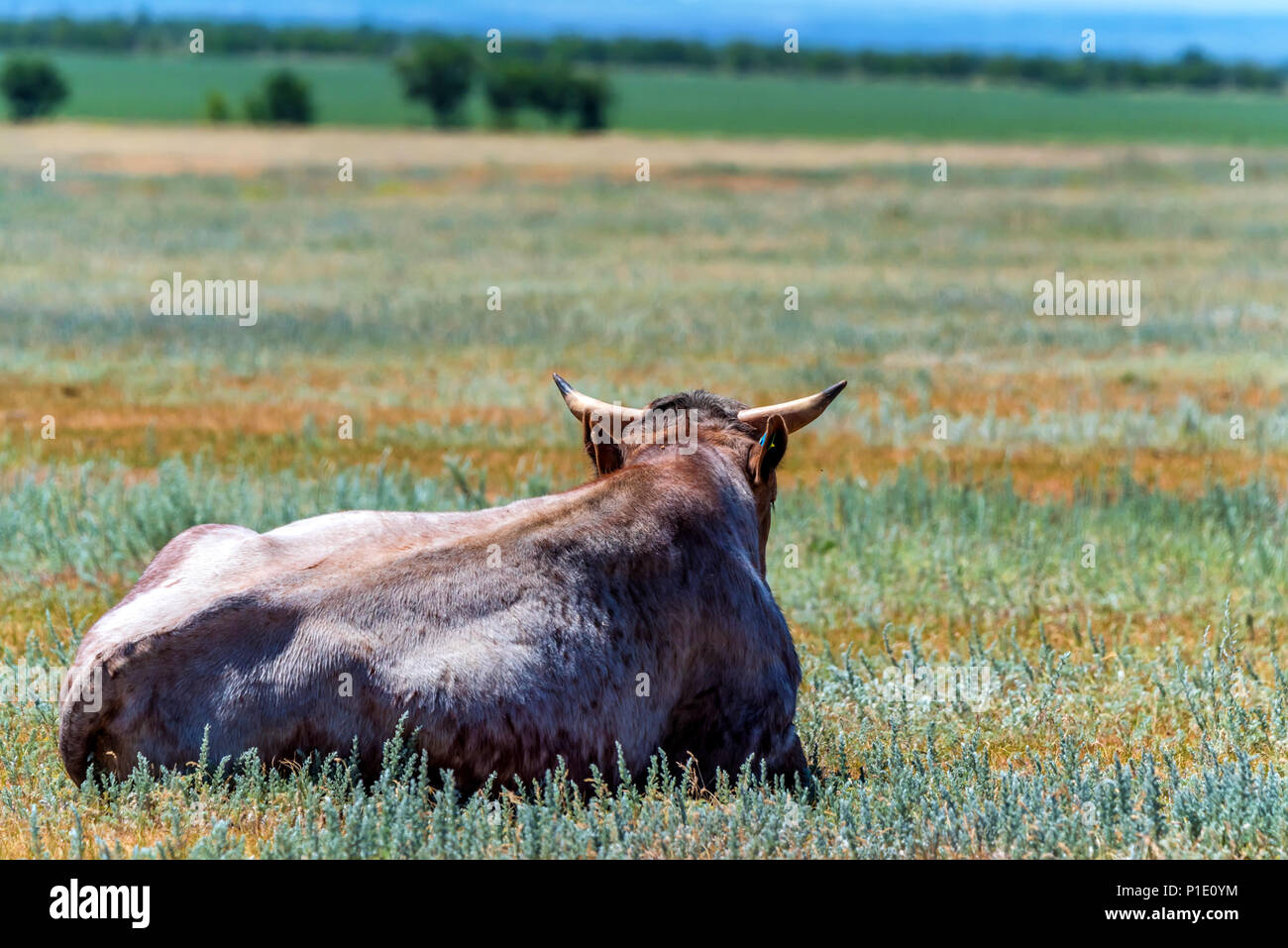 Back view bull rests in field Stock Photo - Alamy
