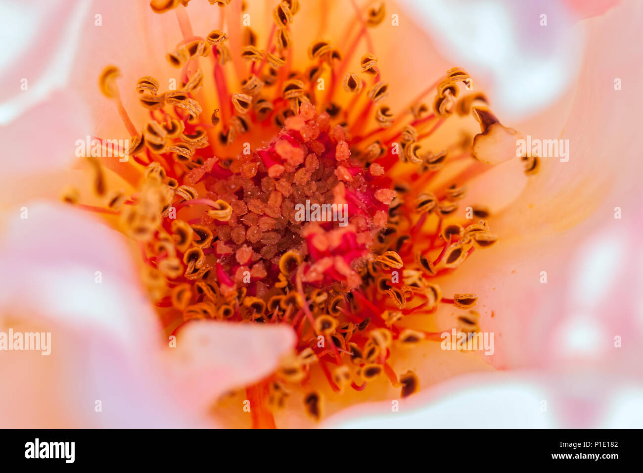 close up of stigma and stamen of a rose Stock Photo - Alamy