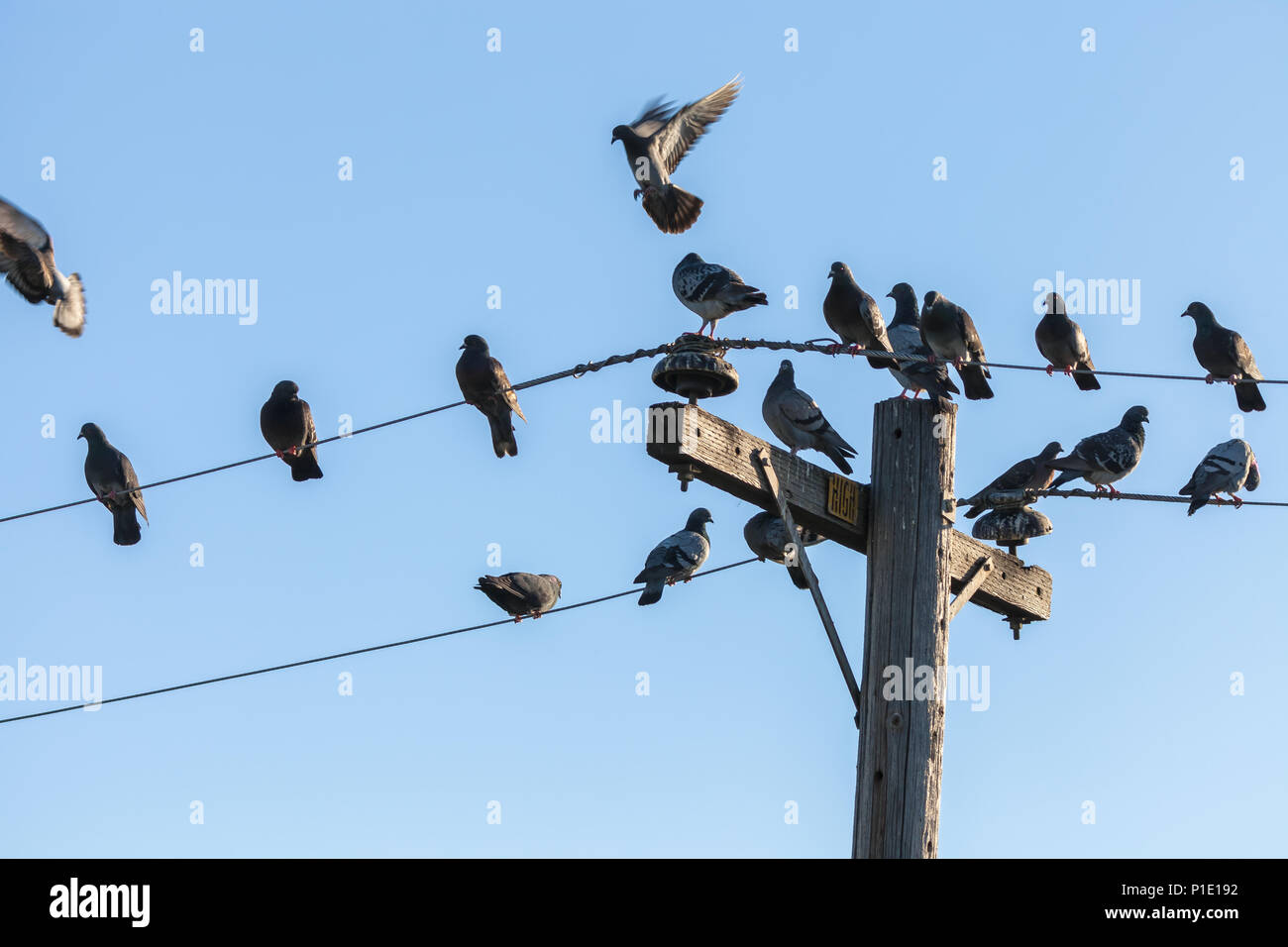 Flock of rock pigeons (Columba livia) perched on the electrical pole ...