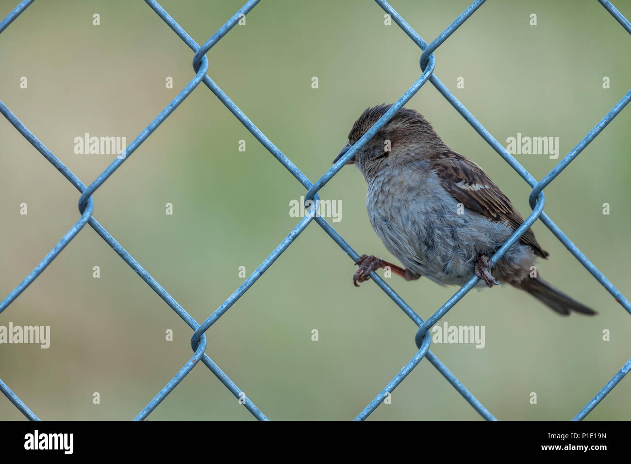 Juvenile house sparrow hi-res stock photography and images - Alamy