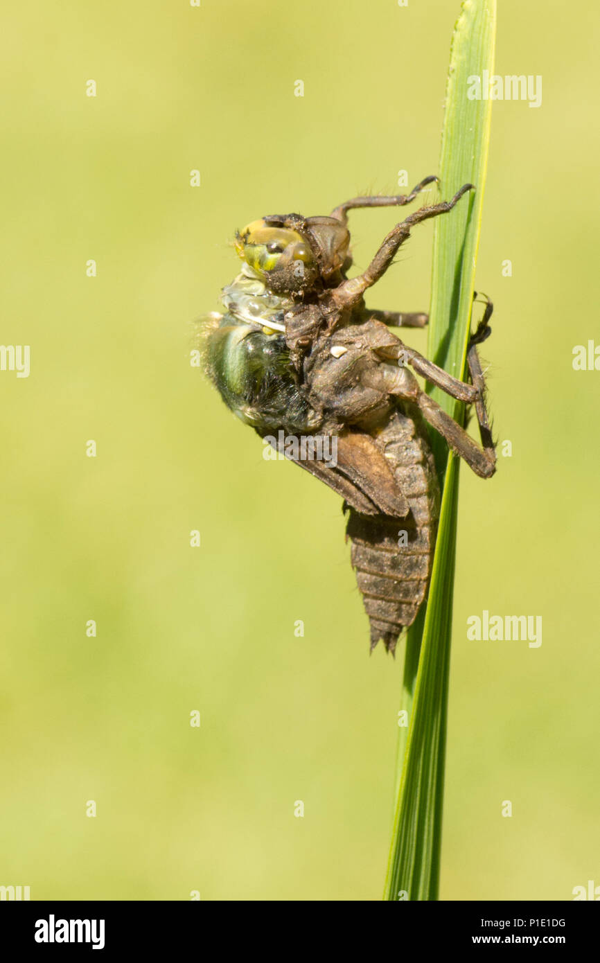 Adult Broad-bodied chaser dragonfly metamorphosis, emerging from larval ...