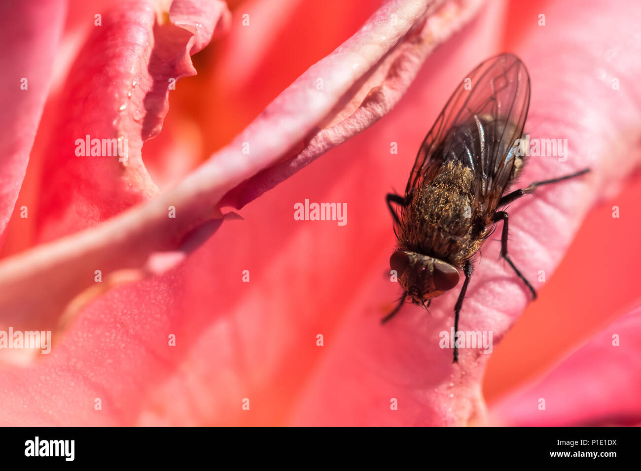 common cluster fly Pollenia rudis on a rose pedal Stock Photo - Alamy