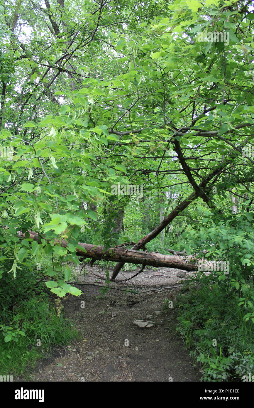 Log blocking a path in the woods Stock Photo - Alamy