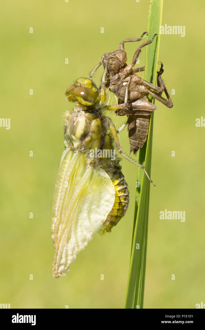 Dragonfly emergence sequence hi-res stock photography and images - Alamy