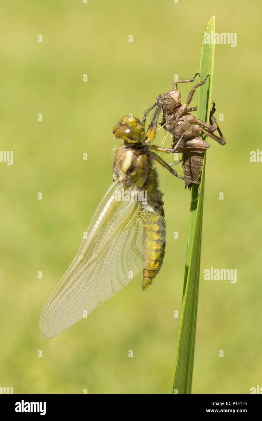 Dragonfly emergence sequence hi-res stock photography and images - Alamy