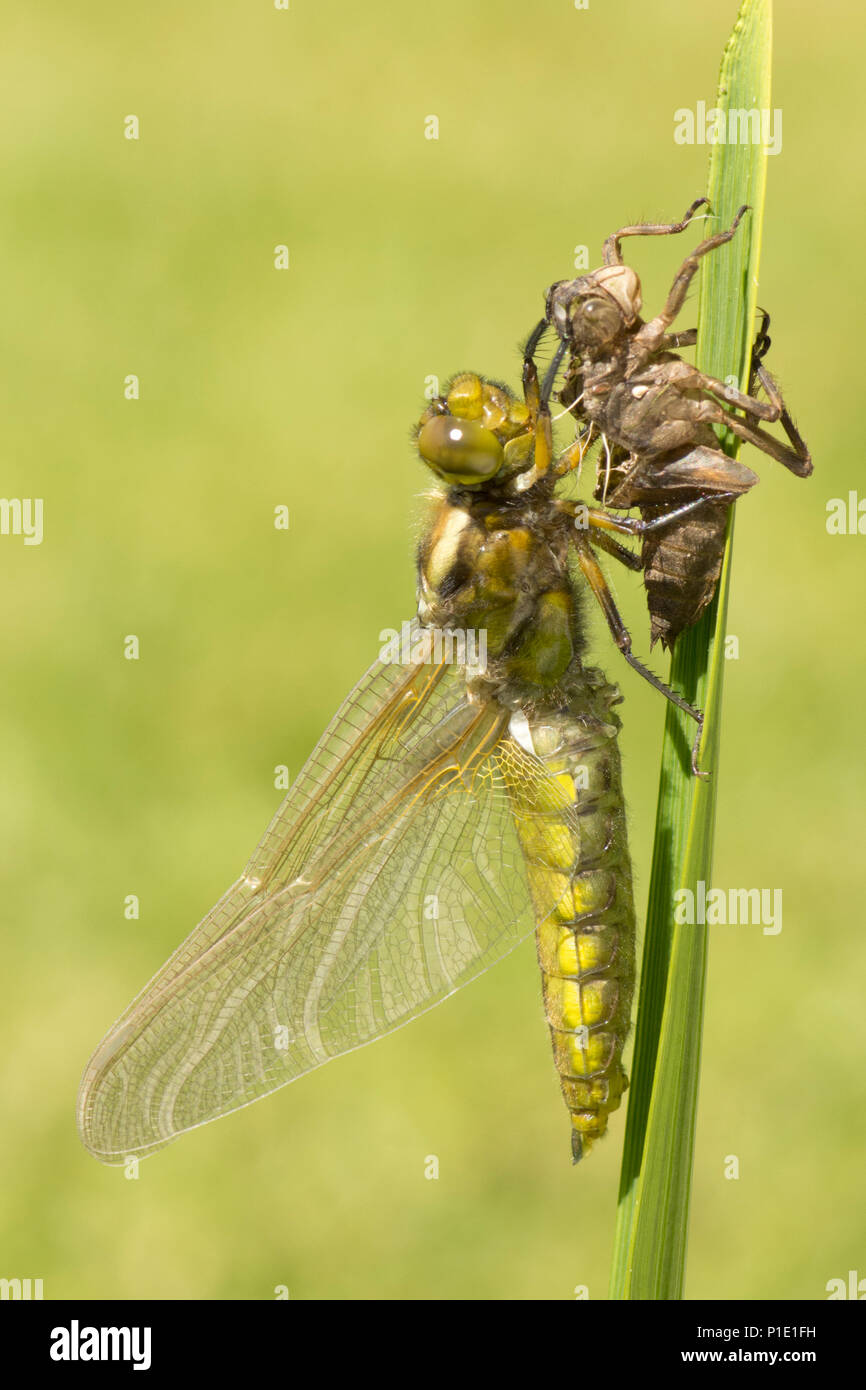 Adult Broad-bodied chaser dragonfly metamorphosis, emerging from larval ...