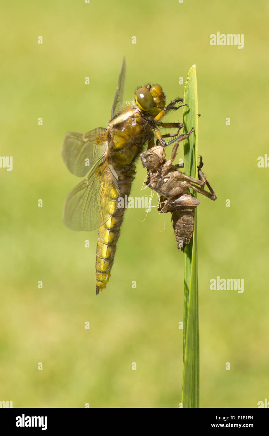 Adult Broad-bodied chaser dragonfly metamorphosis, emerging from larval ...