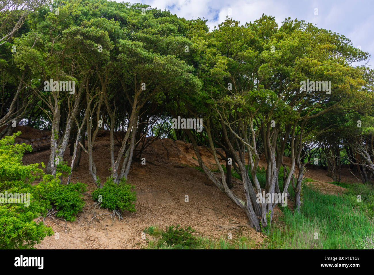 Steamer point nature reserve hi-res stock photography and images - Alamy