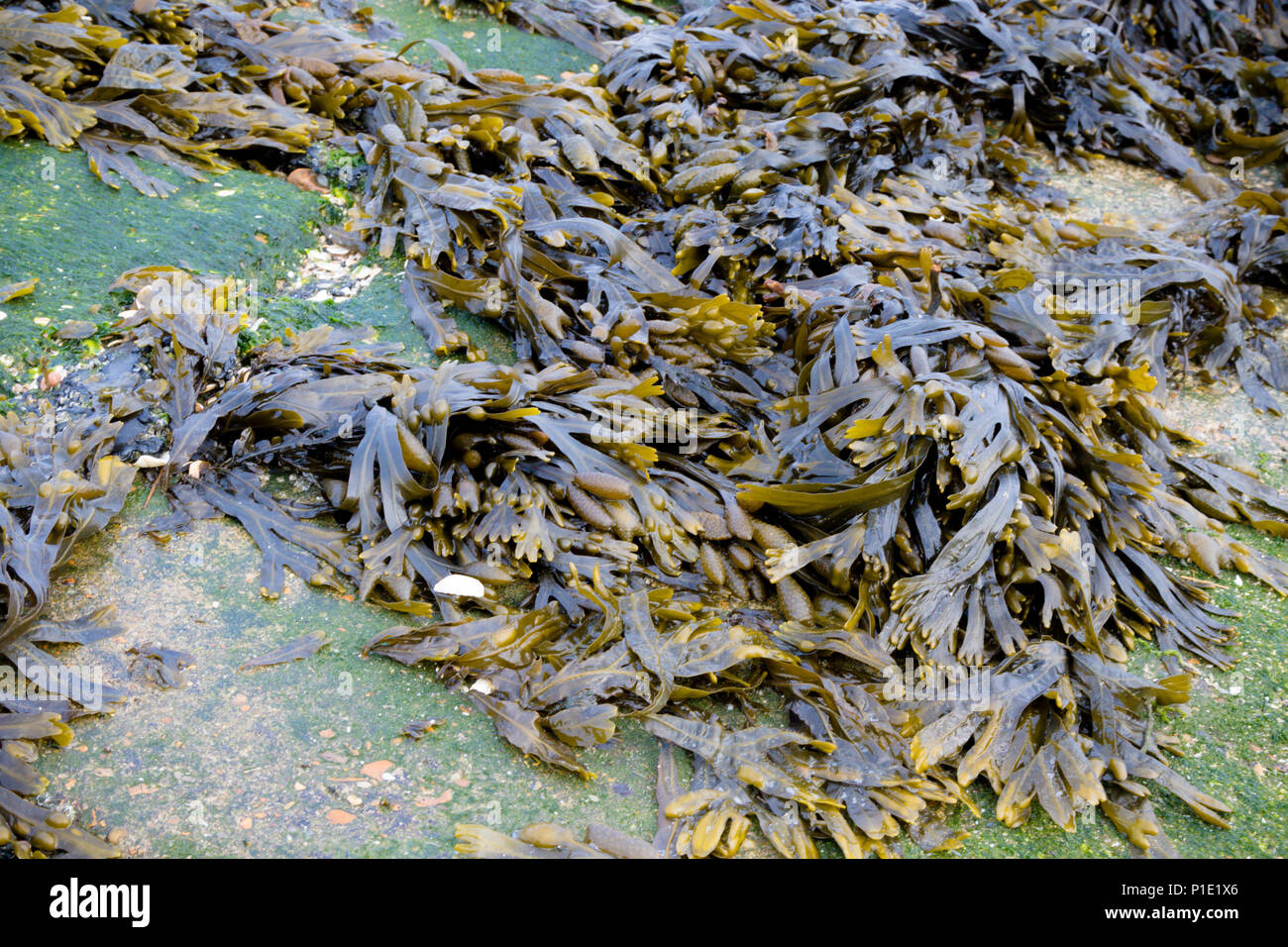 Seaweed washed up on the shoreline of the Isle of Grain, Kent, UK Stock ...