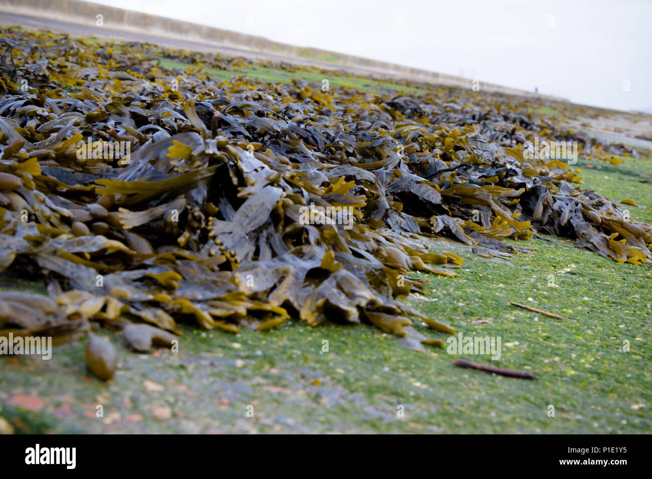 Isle of grain beach kent hi-res stock photography and images - Alamy