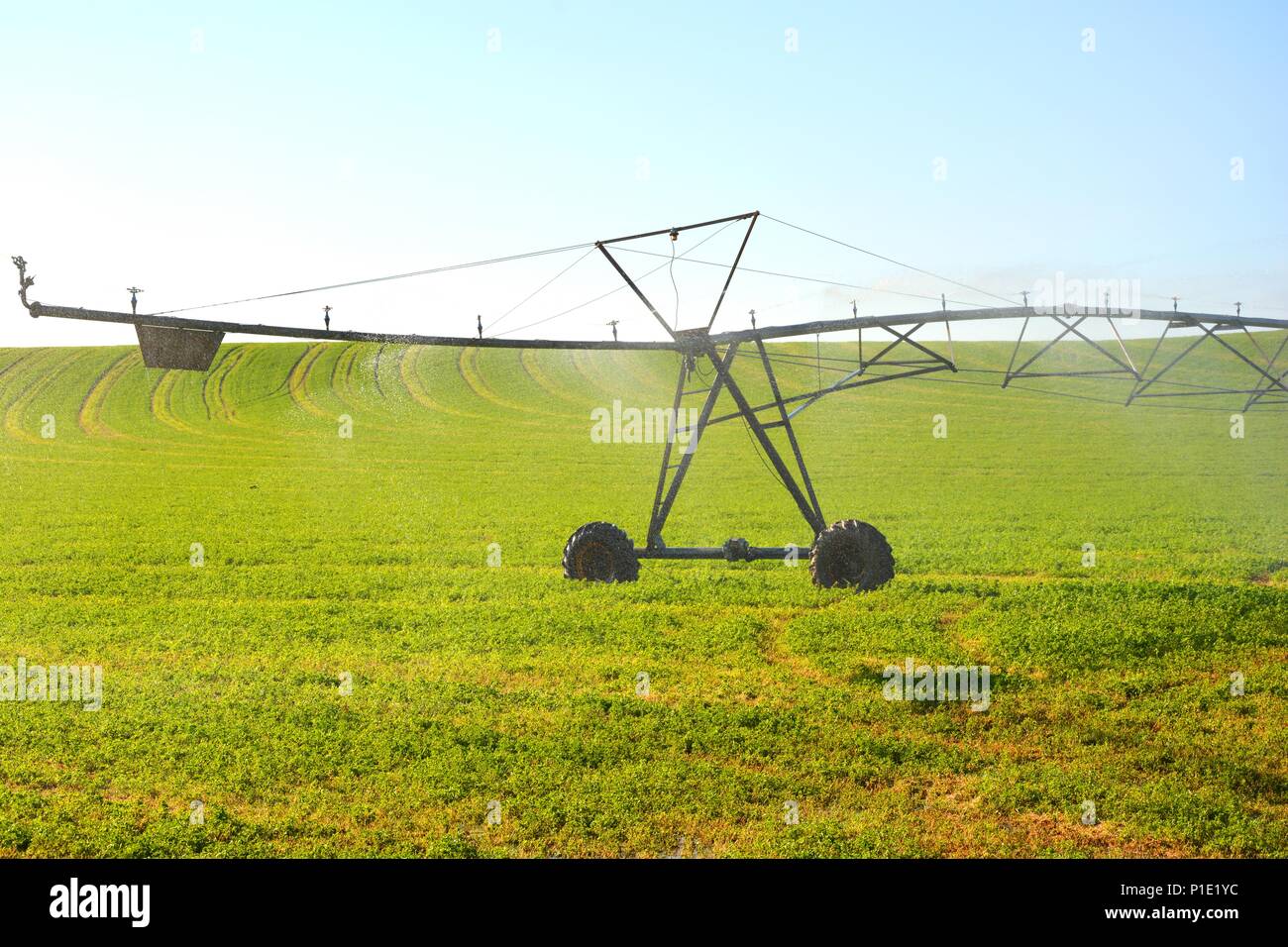 watering by spray, watering by sprinklers, sprinkling, spraying ...