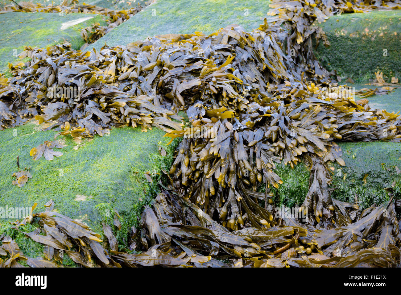 Seaweed washed up on the shoreline of the Isle of Grain, Kent, UK Stock ...