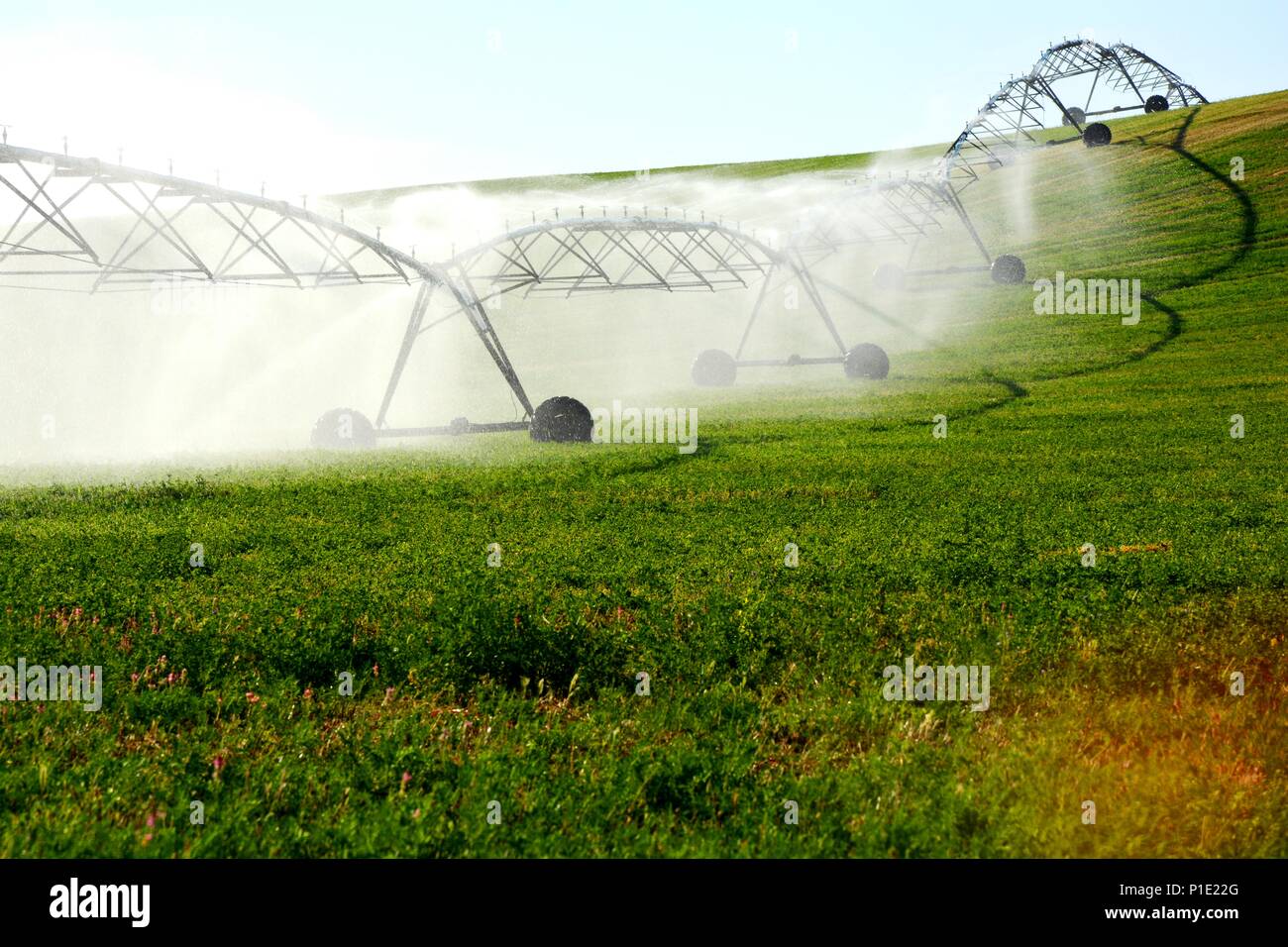 watering by spray, watering by sprinklers, sprinkling, spraying ...