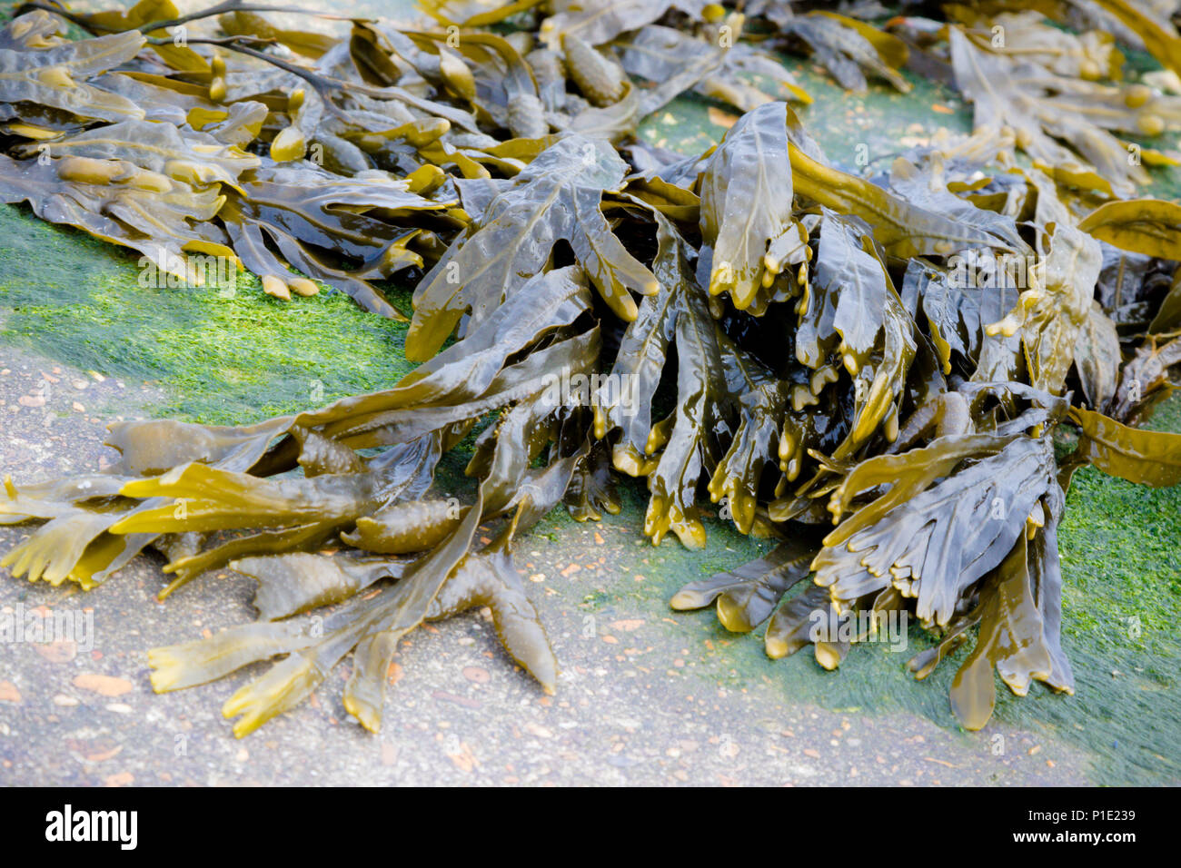 Seaweed washed up on the shoreline of the Isle of Grain, Kent, UK Stock ...