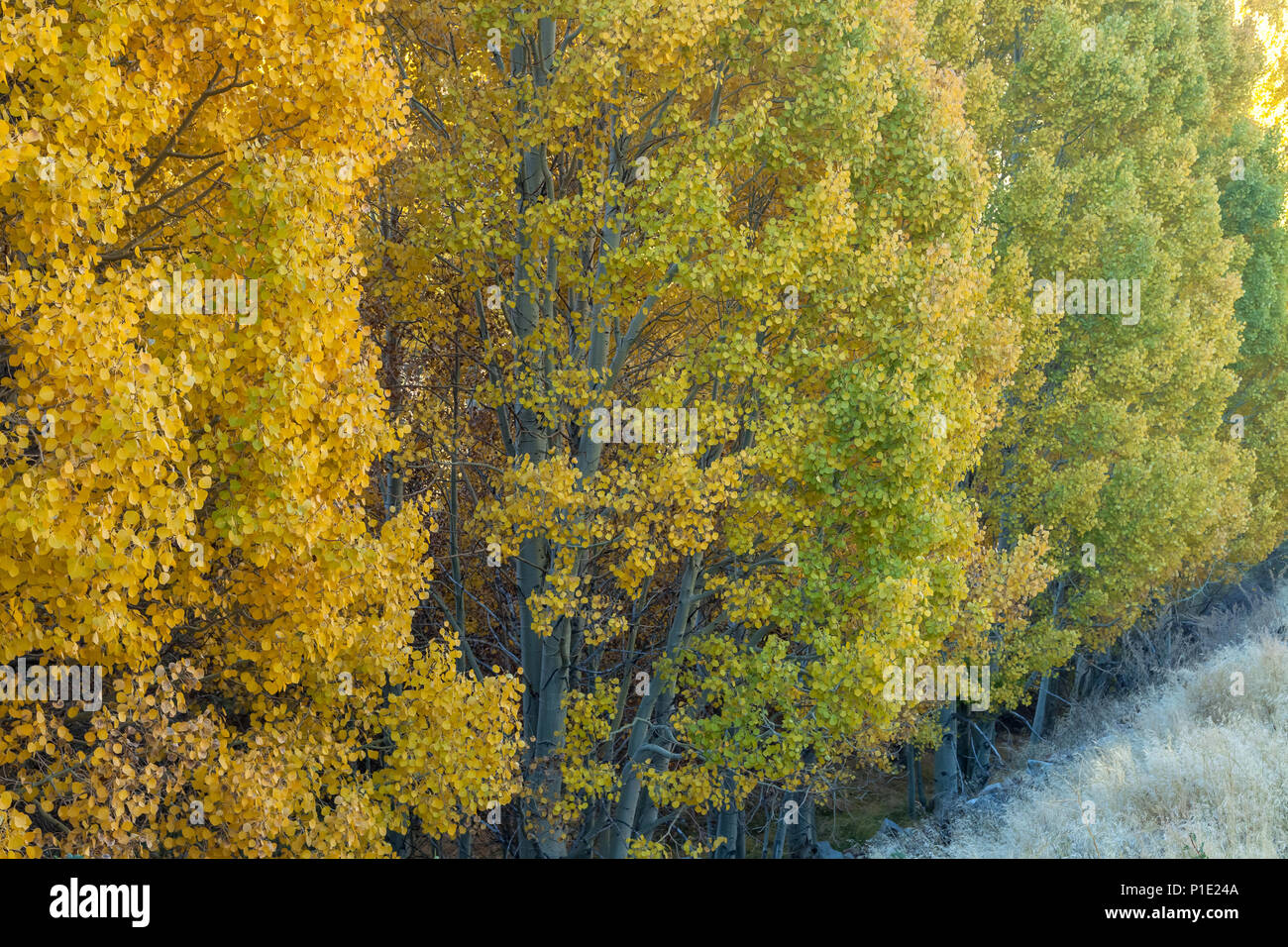Mountain aspen trees in their early fall foliage, June Lake Loop, June ...