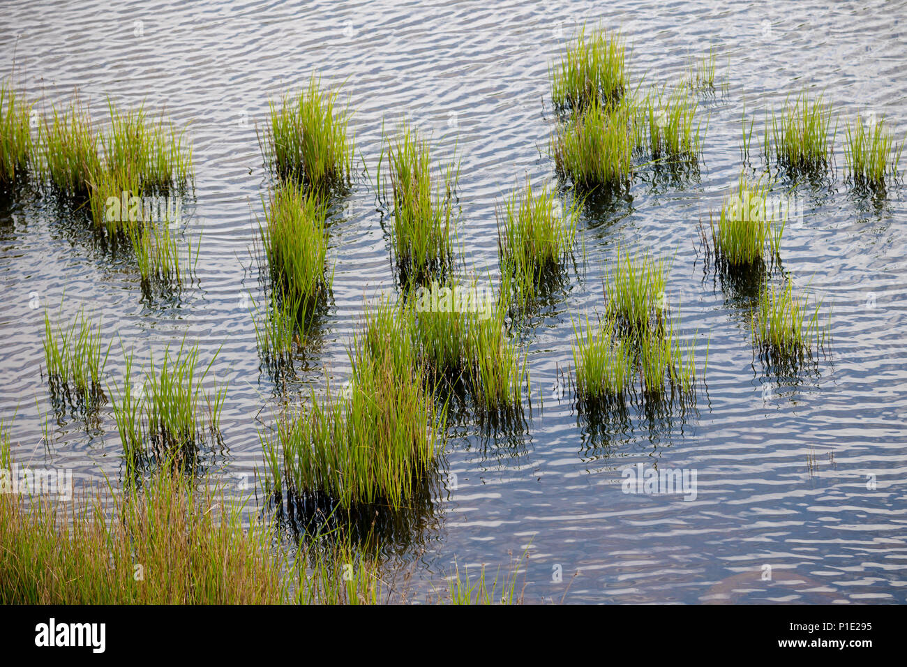 Plants growing in a salt marsh, Isle of Grain, Kent, UK Stock Photo - Alamy