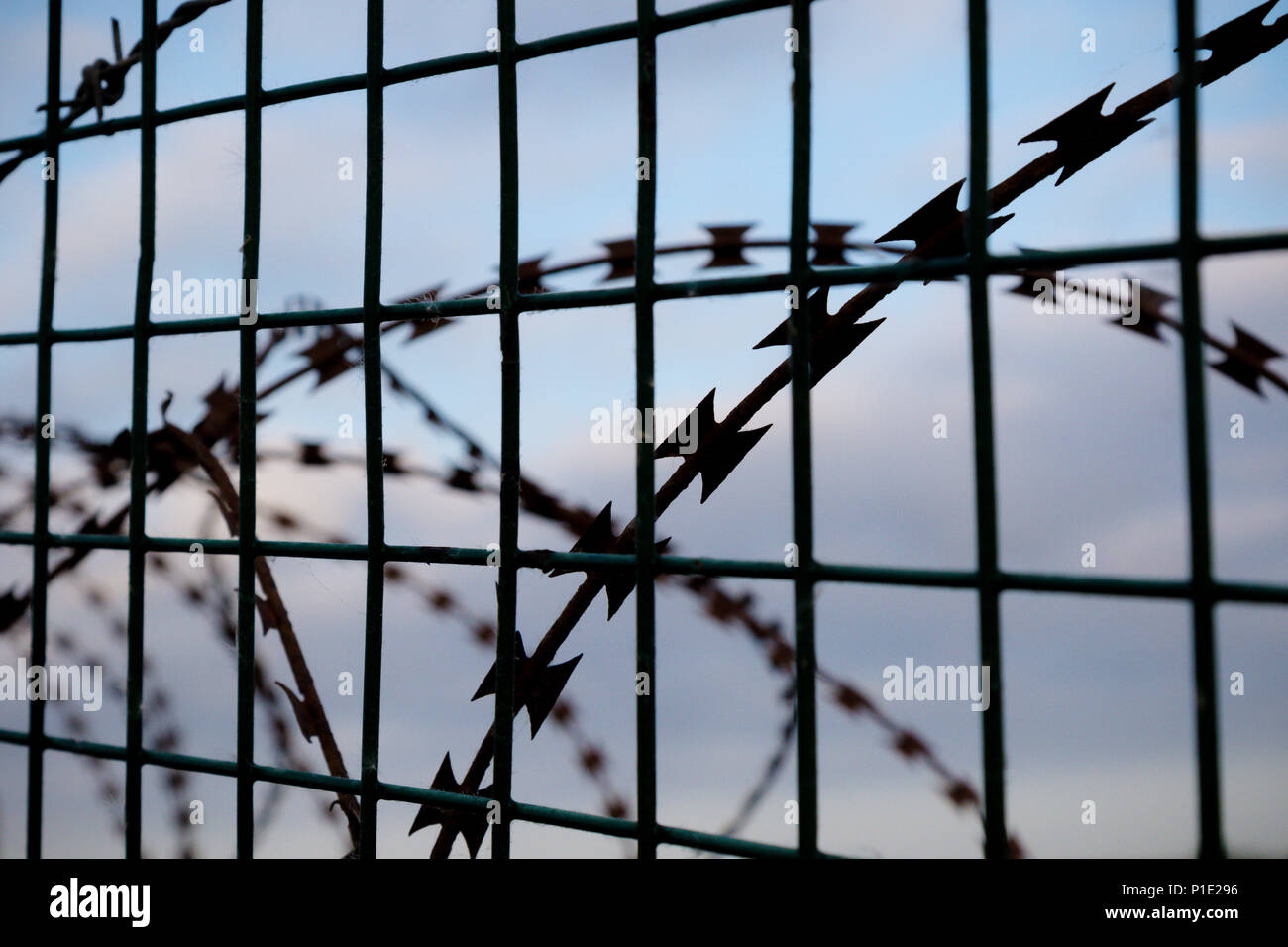 Razor wire injury hi-res stock photography and images - Alamy