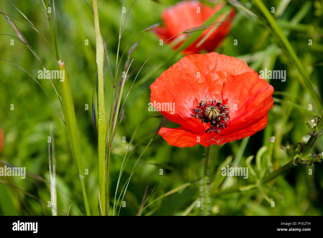 Isle of grain wildlife hi-res stock photography and images - Alamy