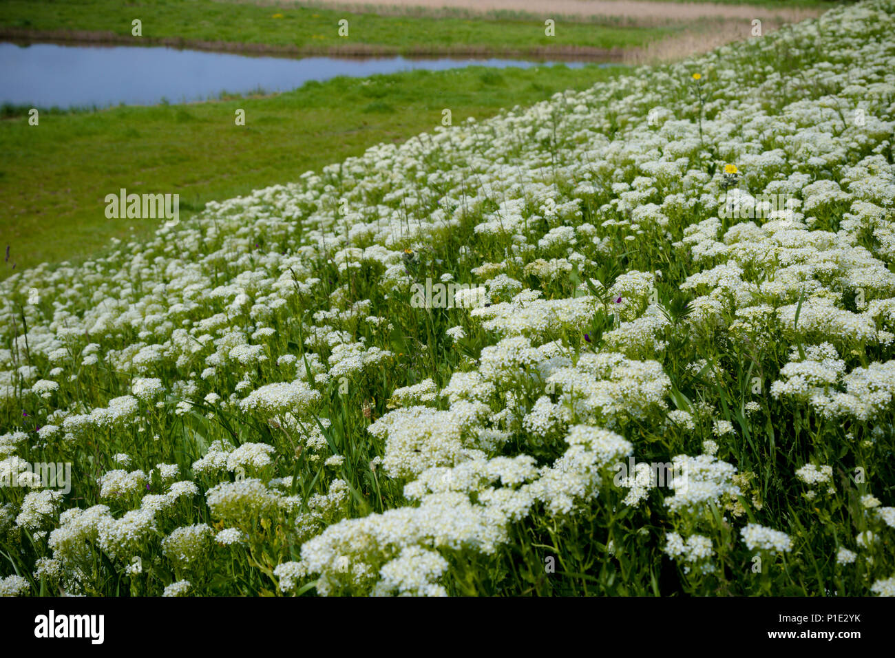 Isle of grain wildlife hi-res stock photography and images - Alamy