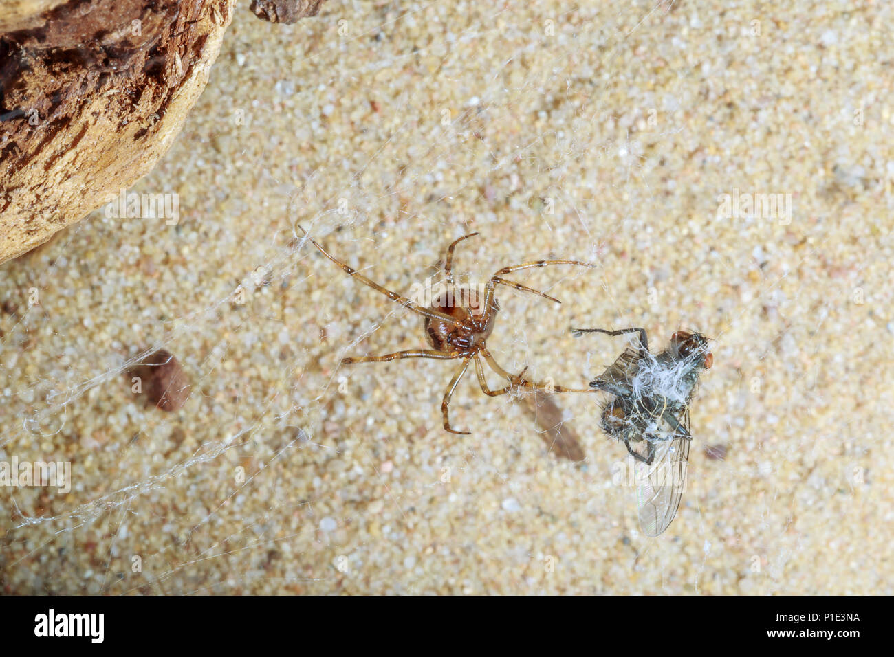 Sand fly bite hi-res stock photography and images - Alamy