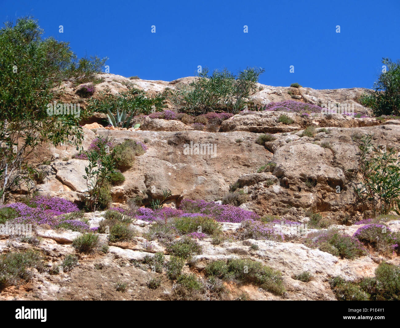 Bleak landscape with the typical vegetation of the island and the ...