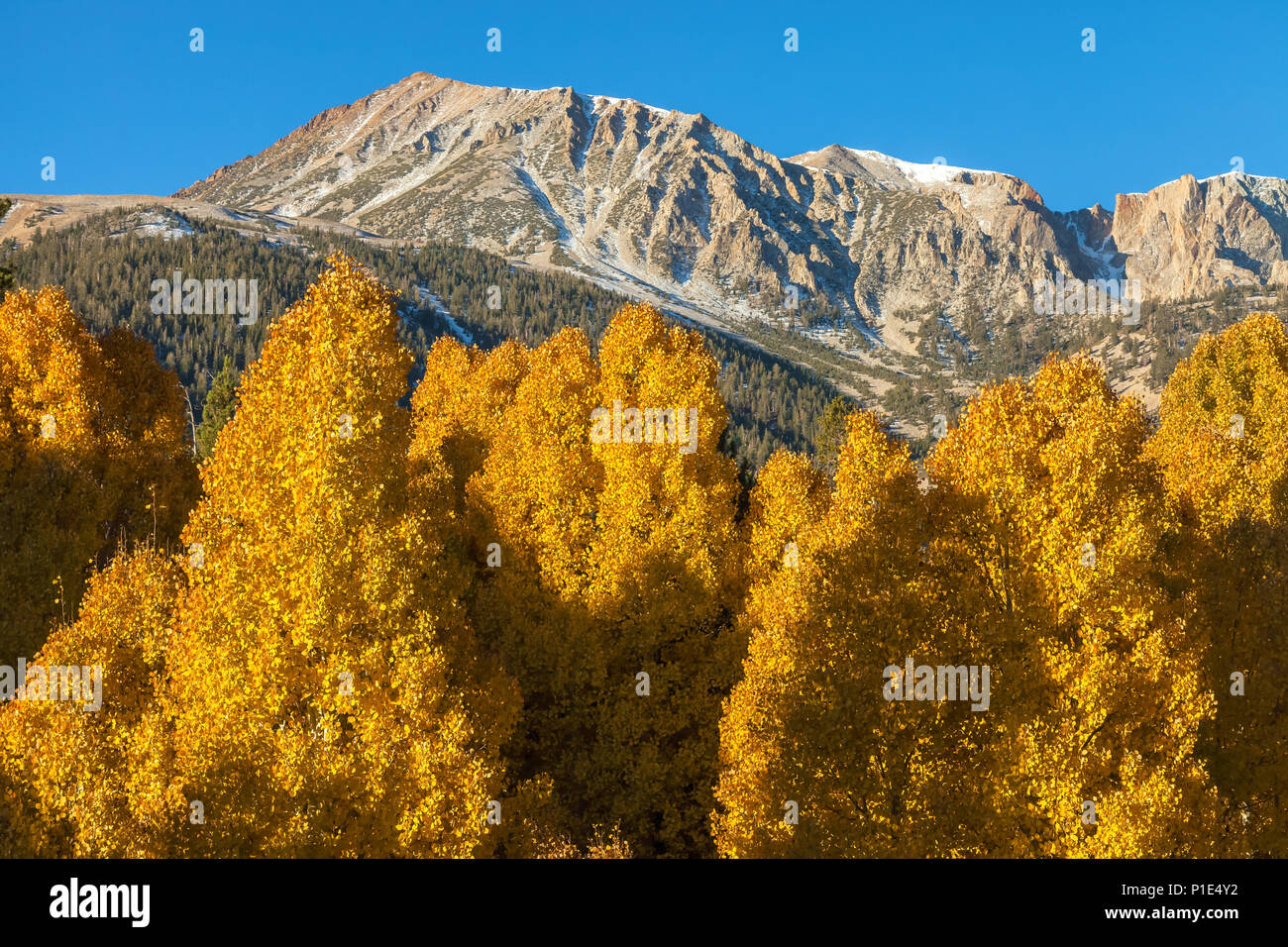 Mountain aspen trees in their peak fall foliage, Lee Vining, California ...