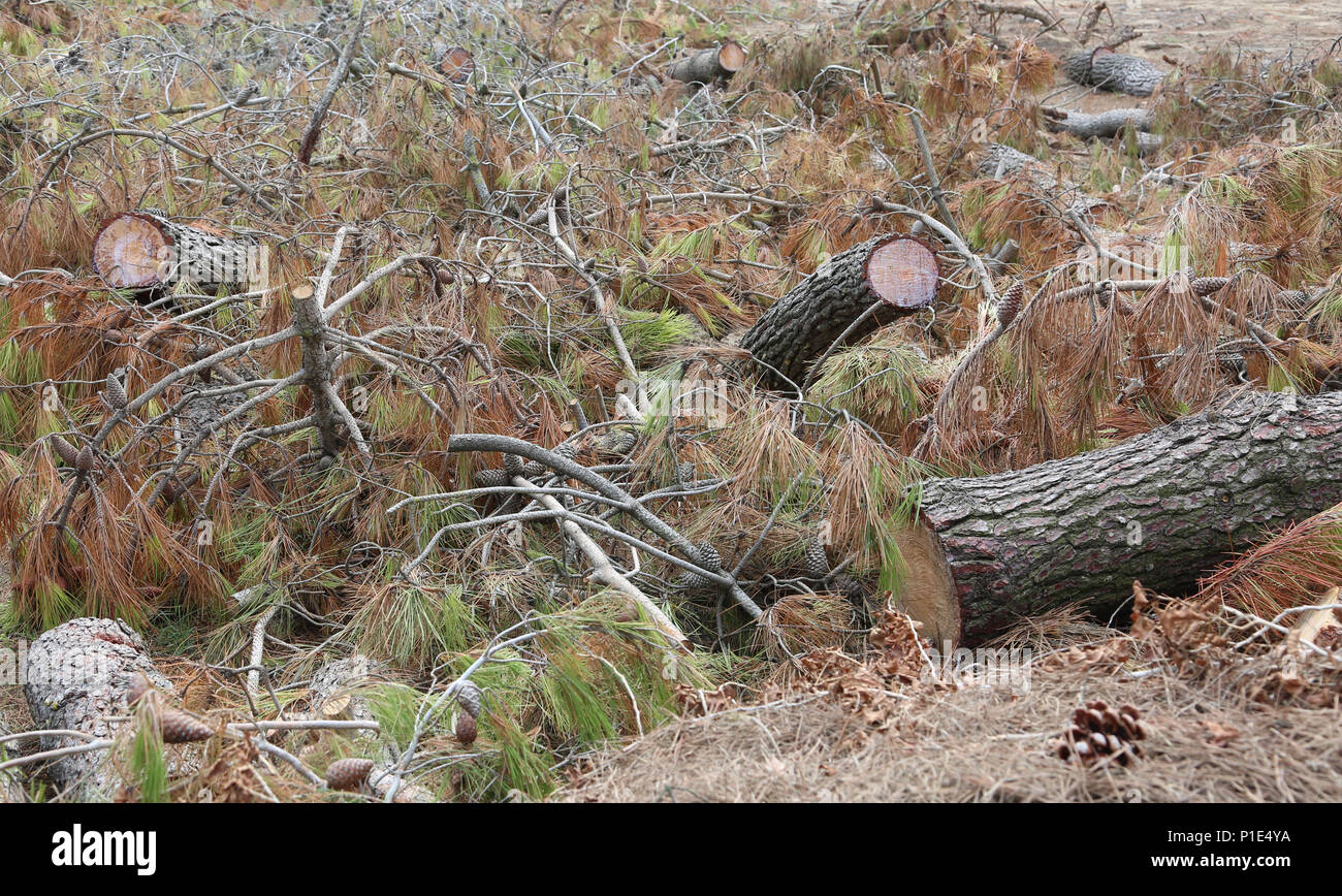 lots of trees and pines cut during deforestation Stock Photo - Alamy