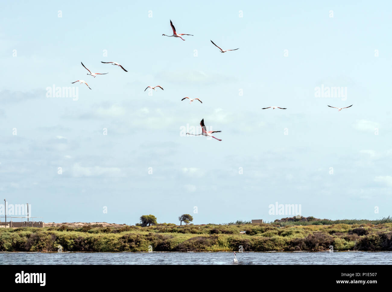 A flamboyance of flamingos taking flight over the salts lakes at Santa ...