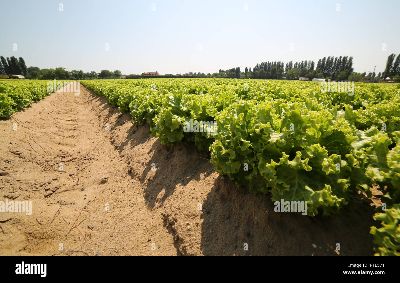 Immense field of green lettuce grown in a very fertile sandy soil of ...