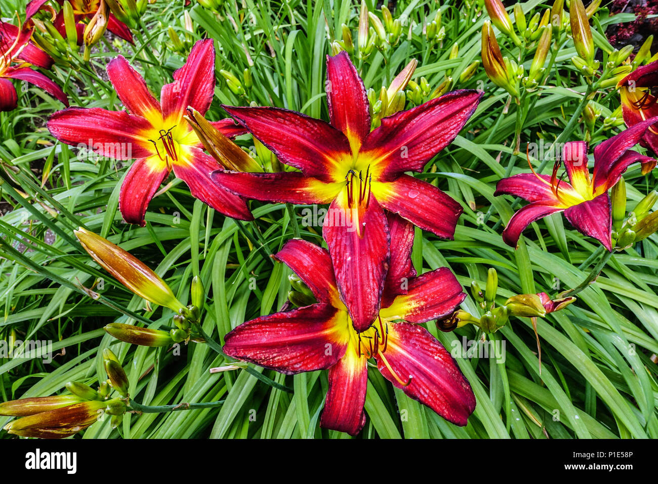 Daylily Hemerocallis 'Spiderman' red Daylilies Stock Photo - Alamy