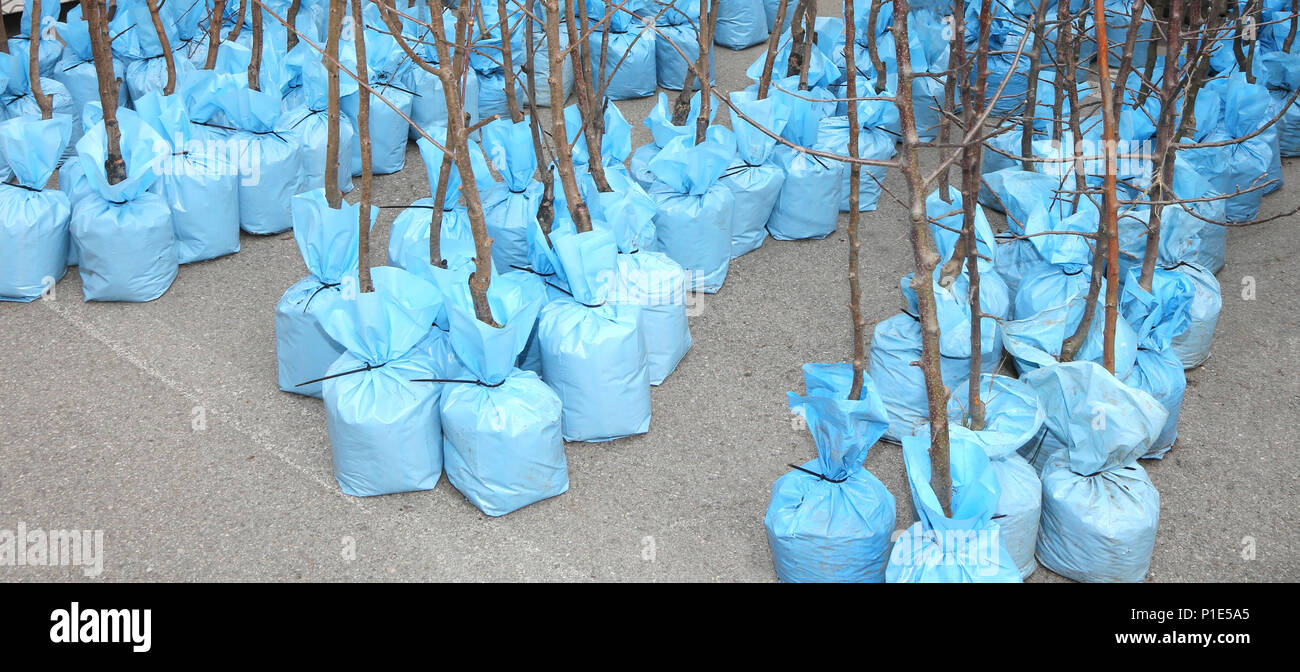 many fruit trees with roots wrapped with blue plastic to protect Stock ...