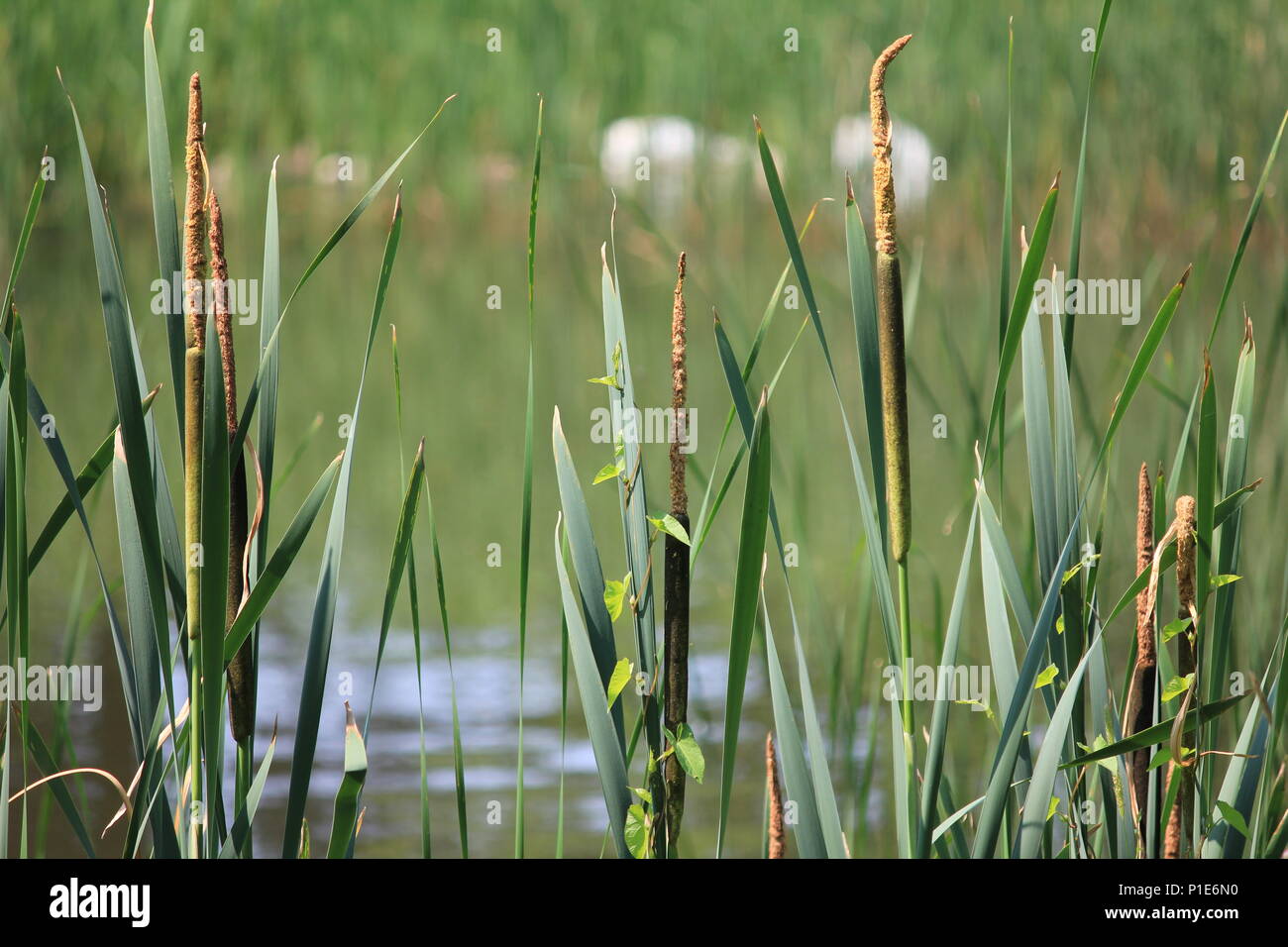Cradleboards hi-res stock photography and images - Alamy