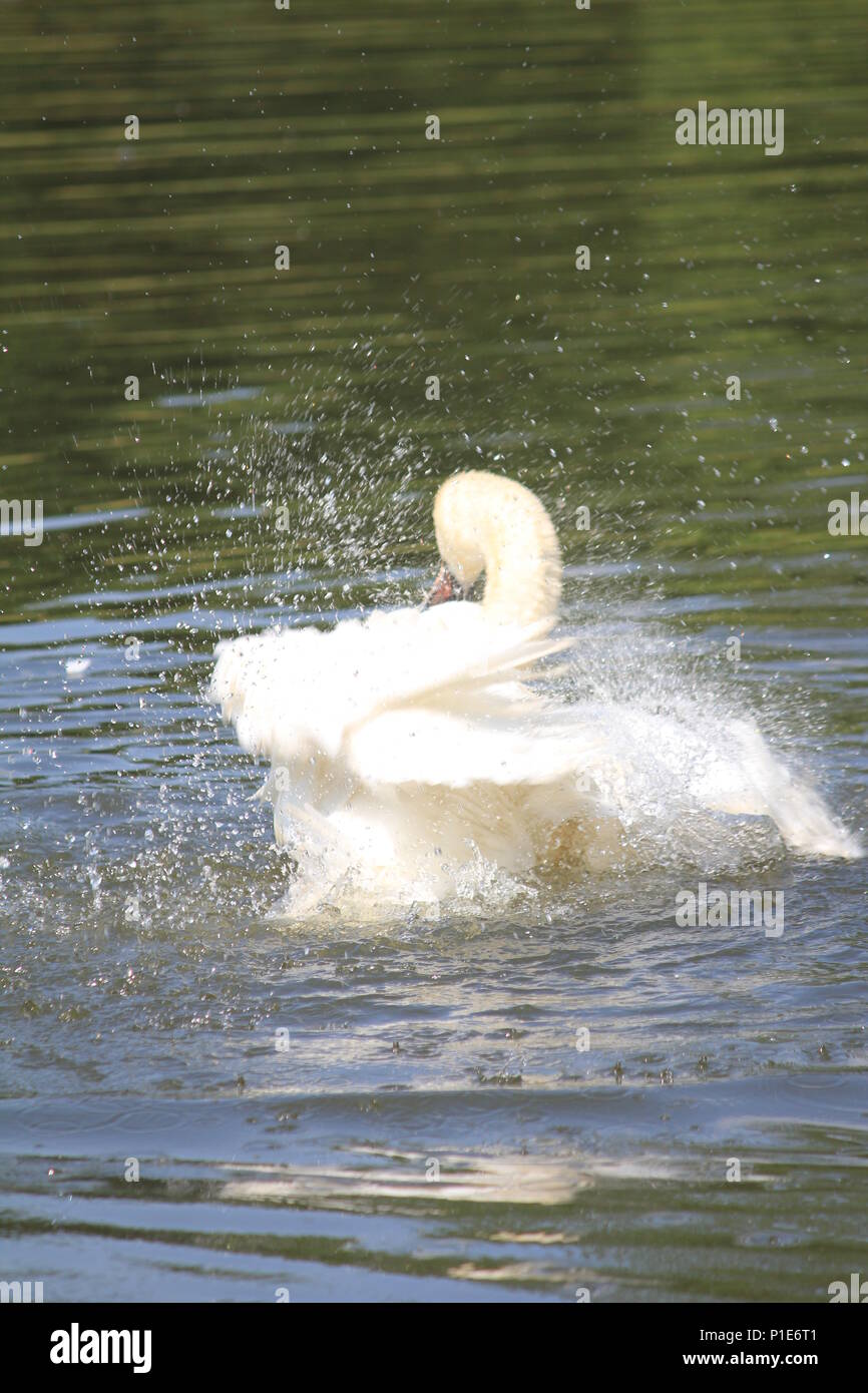 Swan family in Staddijk Nijmegen, the Netherlands Stock Photo - Alamy
