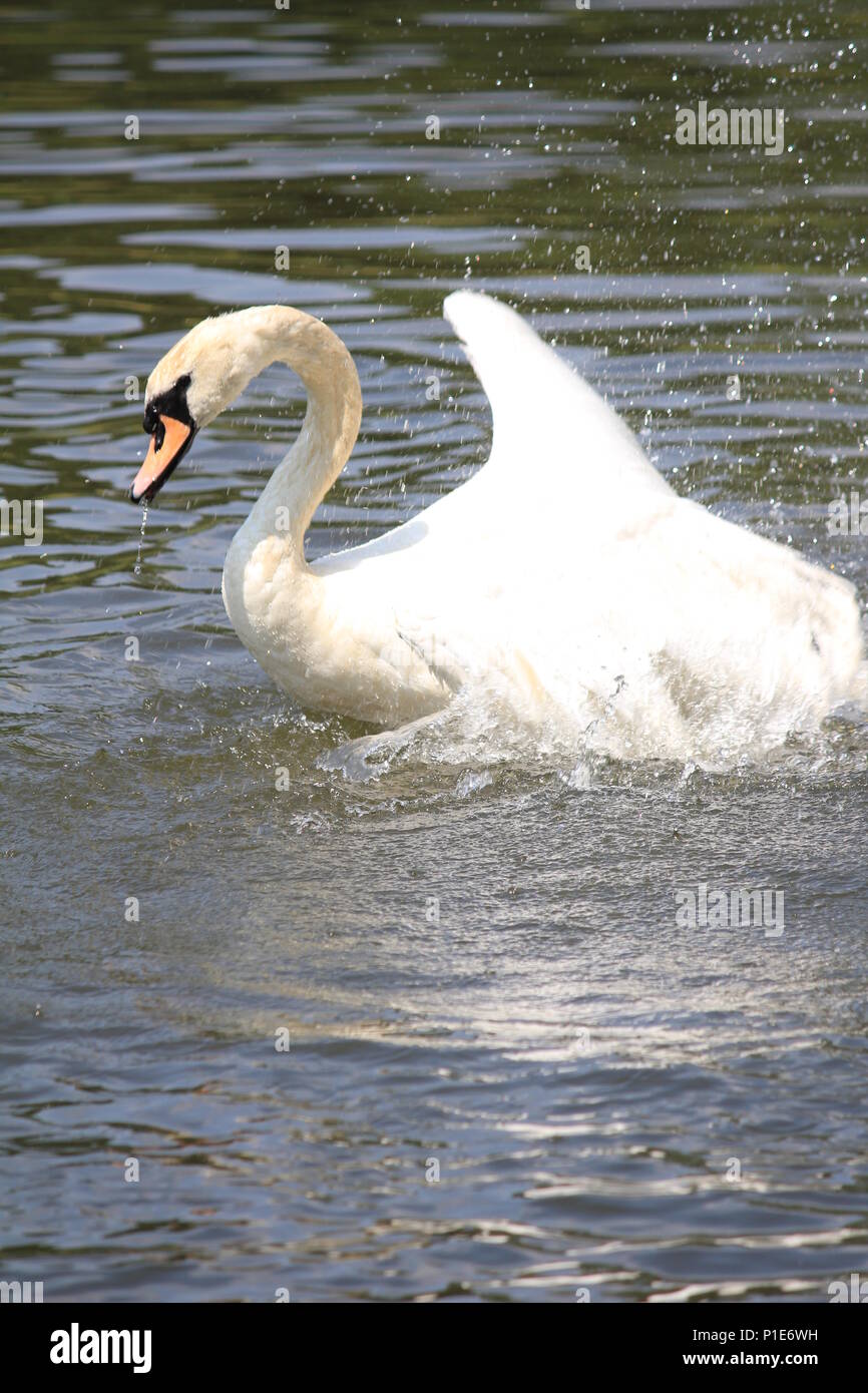 Swan family in Staddijk Nijmegen, the Netherlands Stock Photo - Alamy