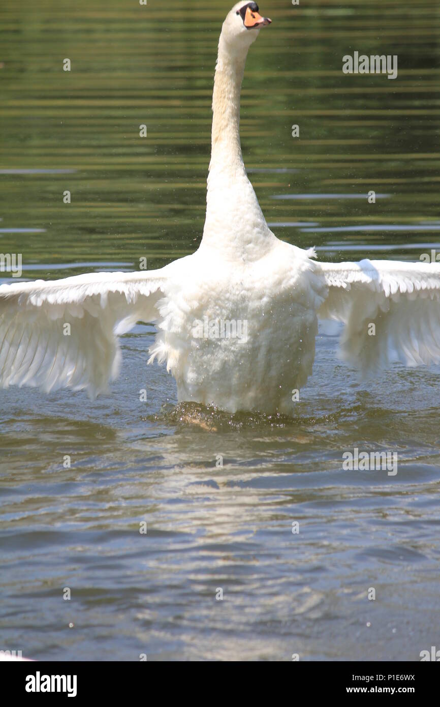 Swan family in Staddijk Nijmegen, the Netherlands Stock Photo - Alamy