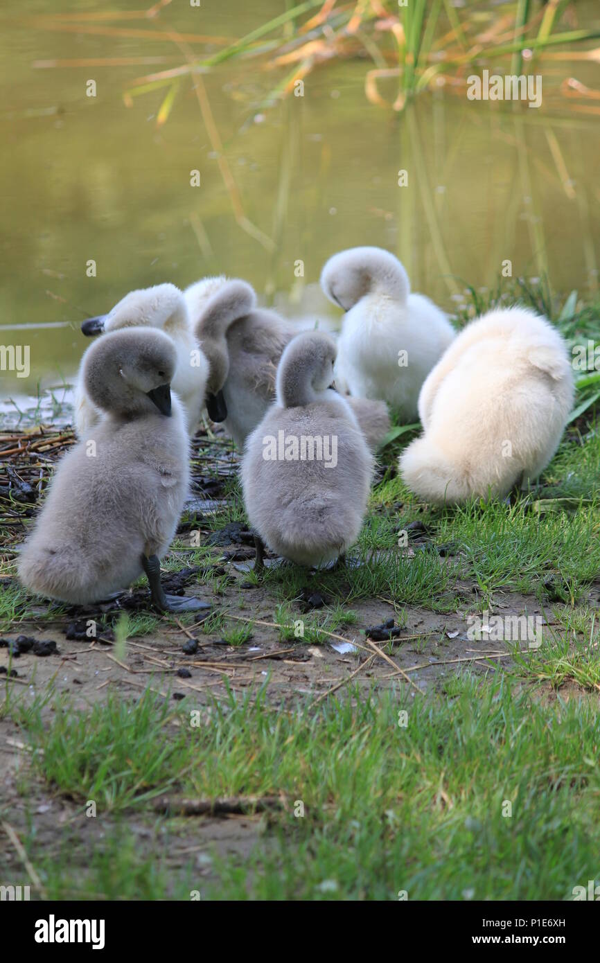 Swan family in Staddijk Nijmegen, the Netherlands Stock Photo - Alamy